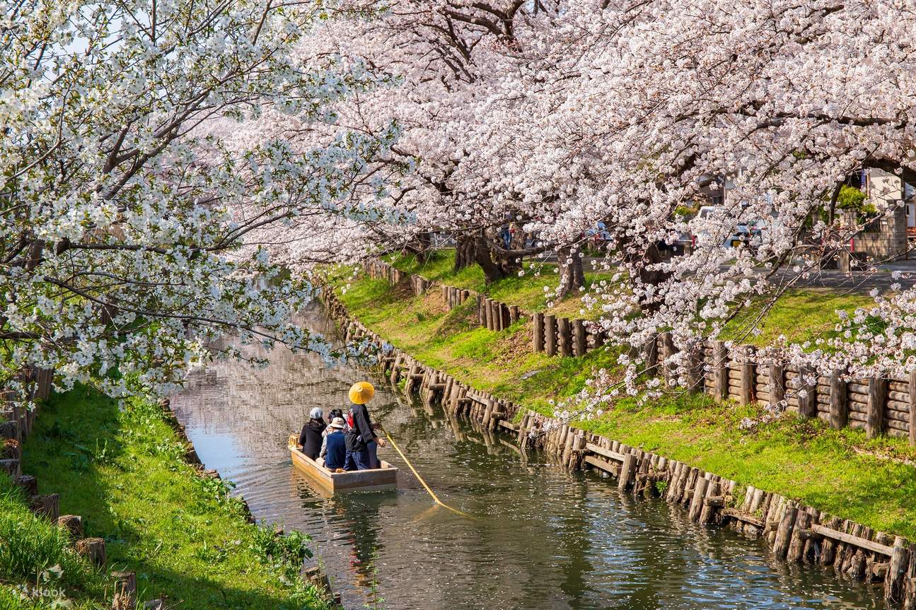 [Tur melihat bunga sakura satu hari di pinggiran kota Kanto] Bank Gongendo Sakurabank ...
